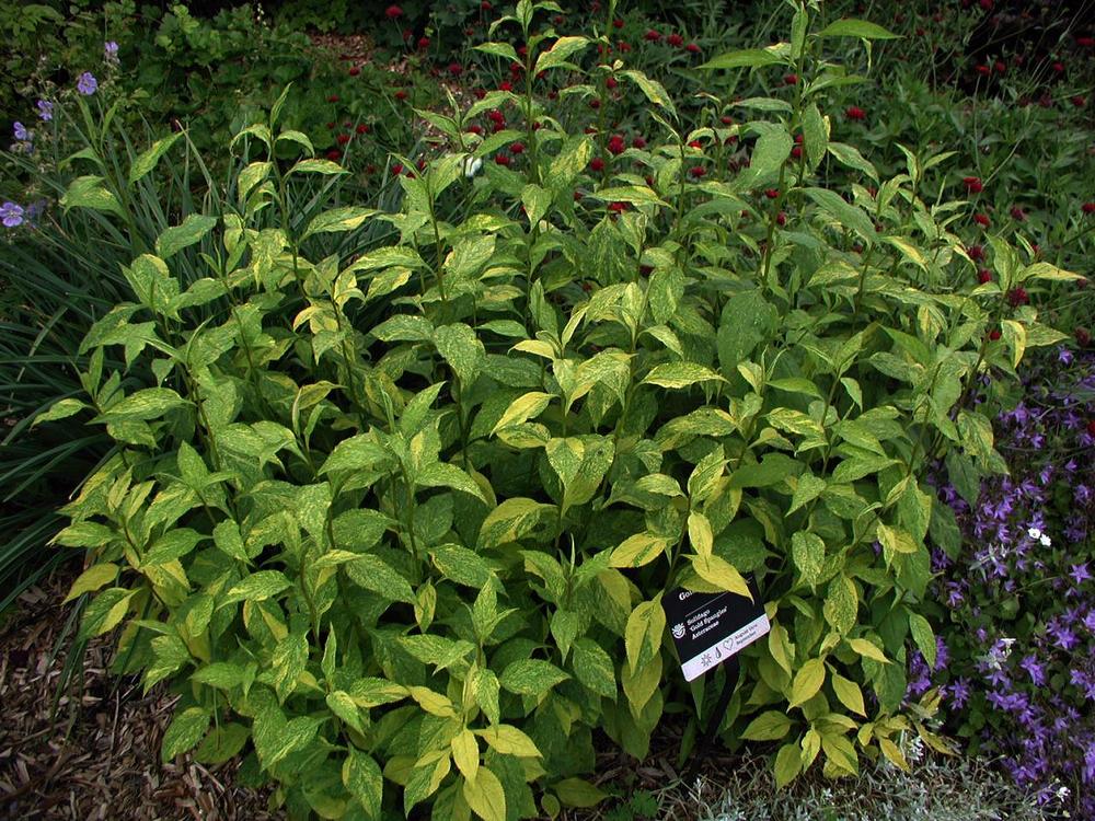 Photo of the leaves of Goldenrod (Solidago 'Gold Spangles') posted by ...