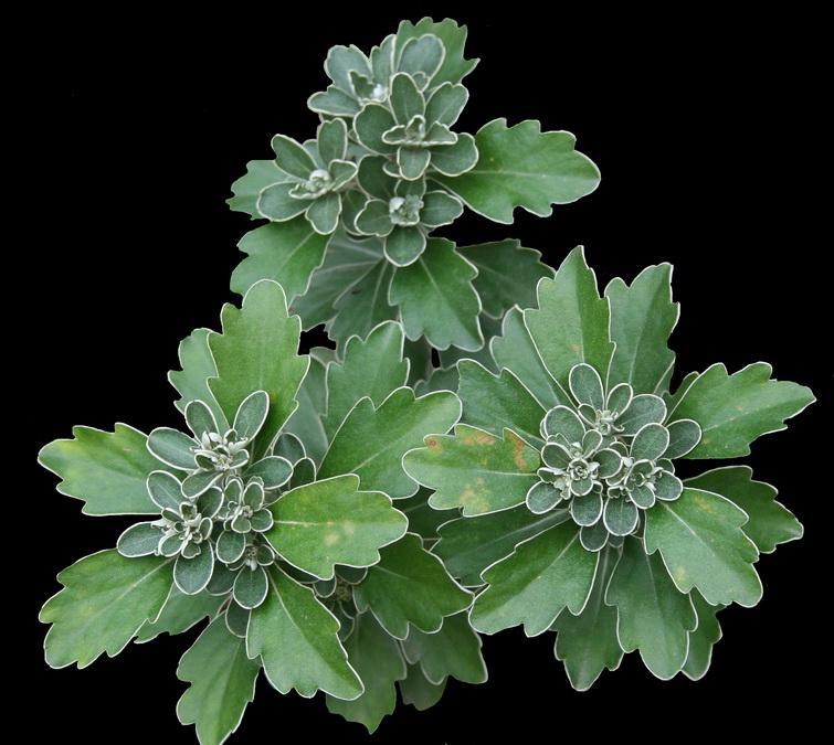 Photo of the leaves of Pacific Chrysanthemum (Ajania pacifica) posted ...