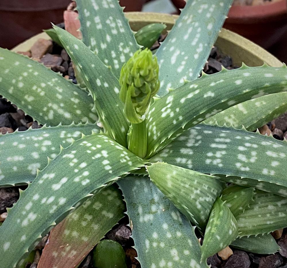 Photo of the bloom of Aloe (Aloe ellenbeckii) posted by ketsui73 ...