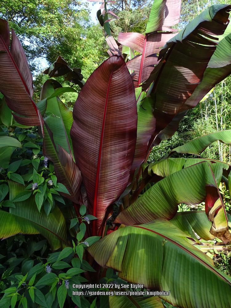 Red Abyssinian Banana (Ensete ventricosum 'Maurelii') in the False ...