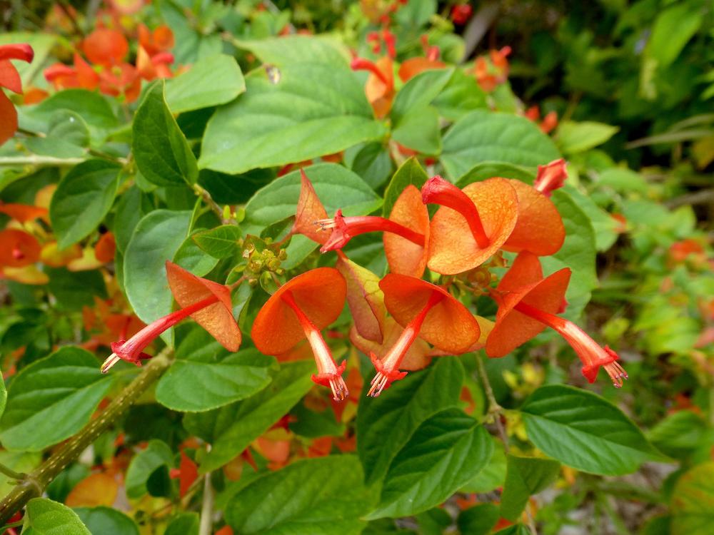 Photo of the bloom of Chinese Hat (Holmskioldia sanguinea 'Copper ...