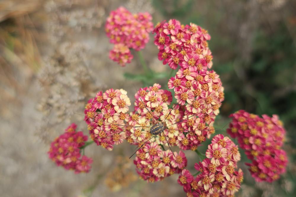 Photo of the fall color of Yarrow (Achillea millefolium 'Strawberry ...