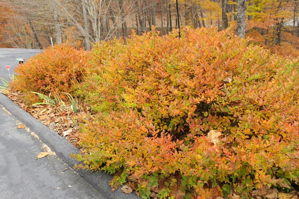 Photo of the fall color of Japanese Spirea (Spiraea japonica 'Magic ...
