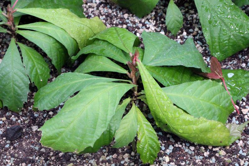 Photo of the entire plant of Dalechampia spathulata posted by ...