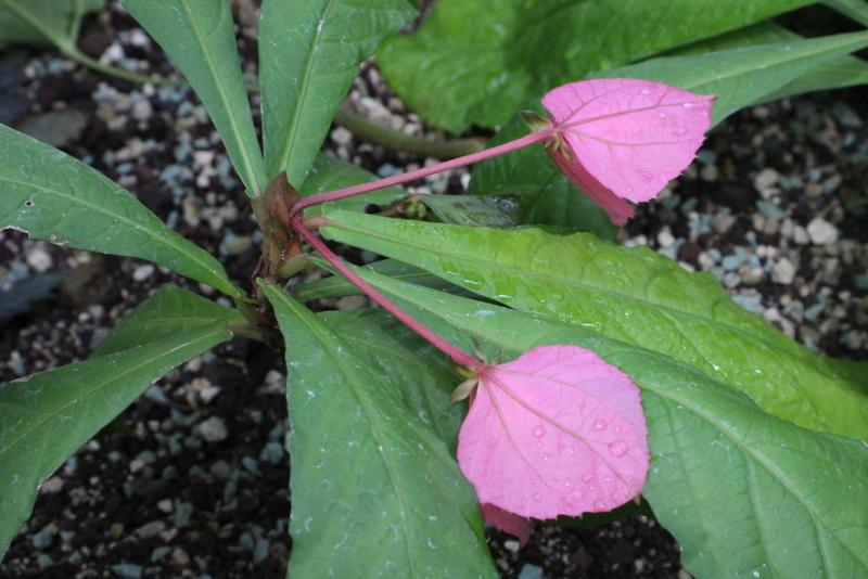 Photo of the entire plant of Dalechampia spathulata posted by ...