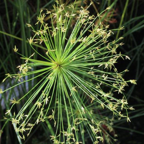 Dwarf Papyrus (Cyperus prolifer) - Garden.org