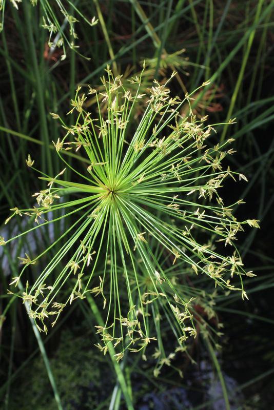 Dwarf Papyrus (Cyperus prolifer) - Garden.org