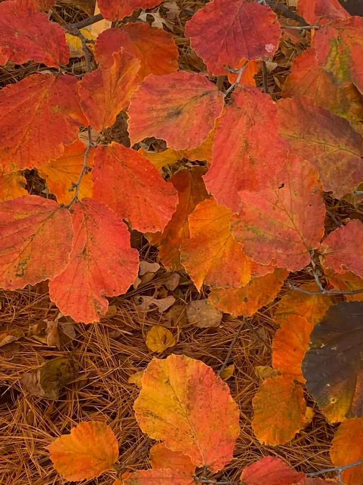 Photo of the fall color of Witch Hazel (Hamamelis 'Hiltingbury') posted ...