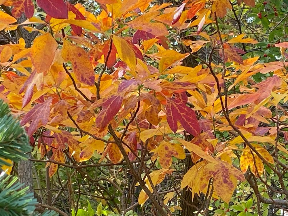Photo of the fall color of Sassafras (Sassafras albidum) posted by SL ...