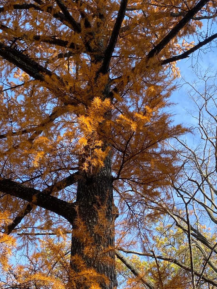 Photo of the fall color of Golden Larch (Pseudolarix amabilis) posted ...
