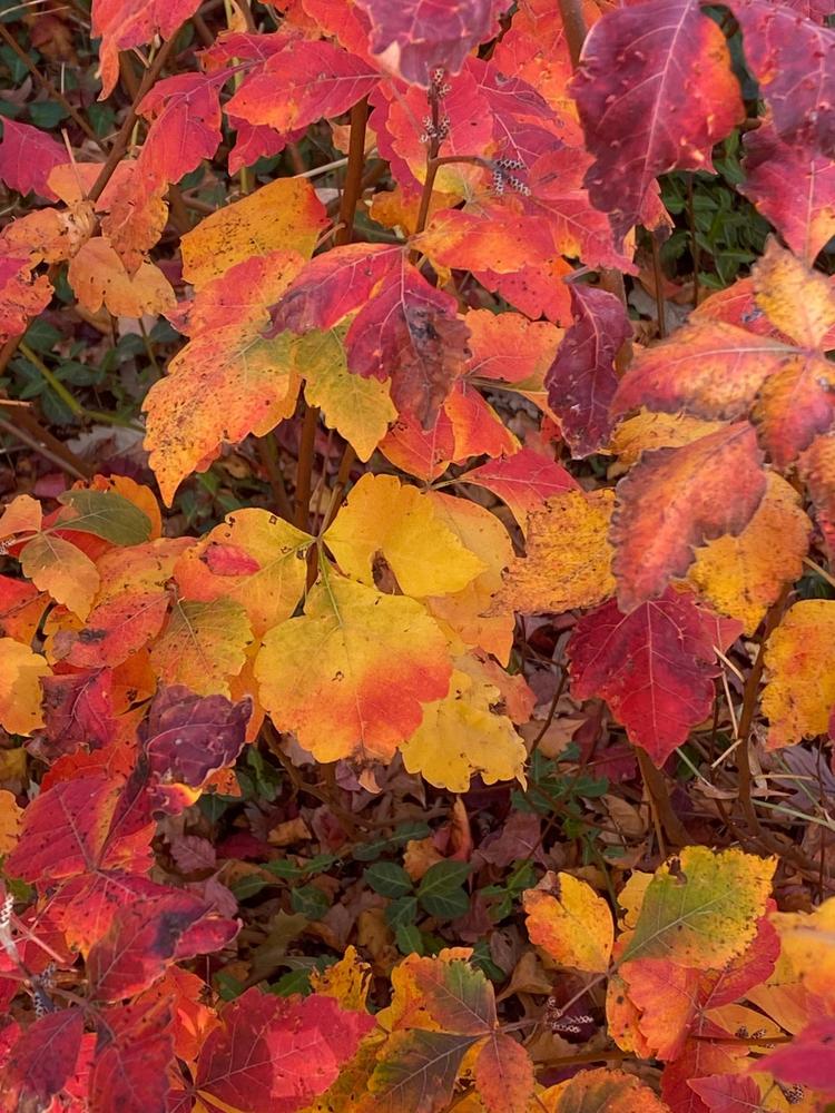 Photo of the fall color of Fragrant Sumac (Rhus aromatica) posted by SL ...