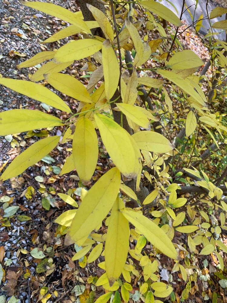 Photo of the fall color of Narrow-leaved Spicebush (Lindera ...
