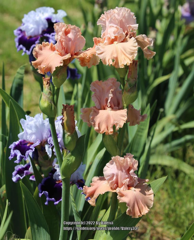 Photo of the bloom of Tall Bearded Iris (Iris 'Hello Romance') posted ...