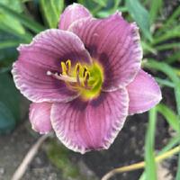 Daylily (Hemerocallis 'Razzmatazz') in the Daylilies Database - Garden.org