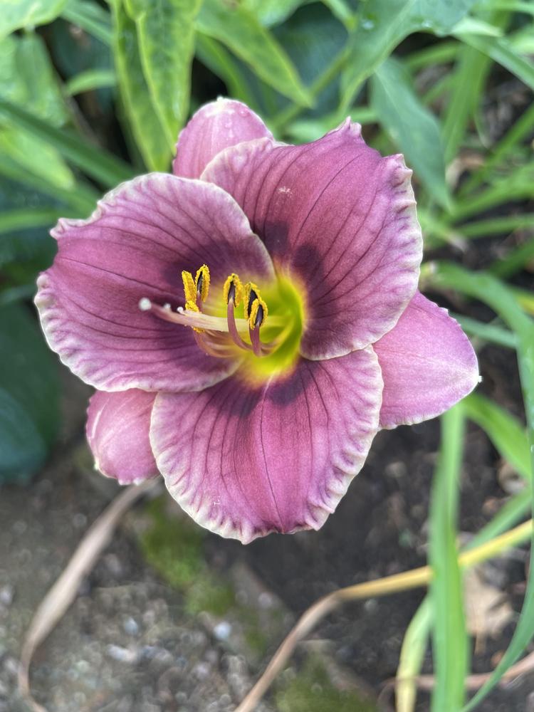 Photo of the bloom of Daylily (Hemerocallis 'Razzmatazz') posted by ...