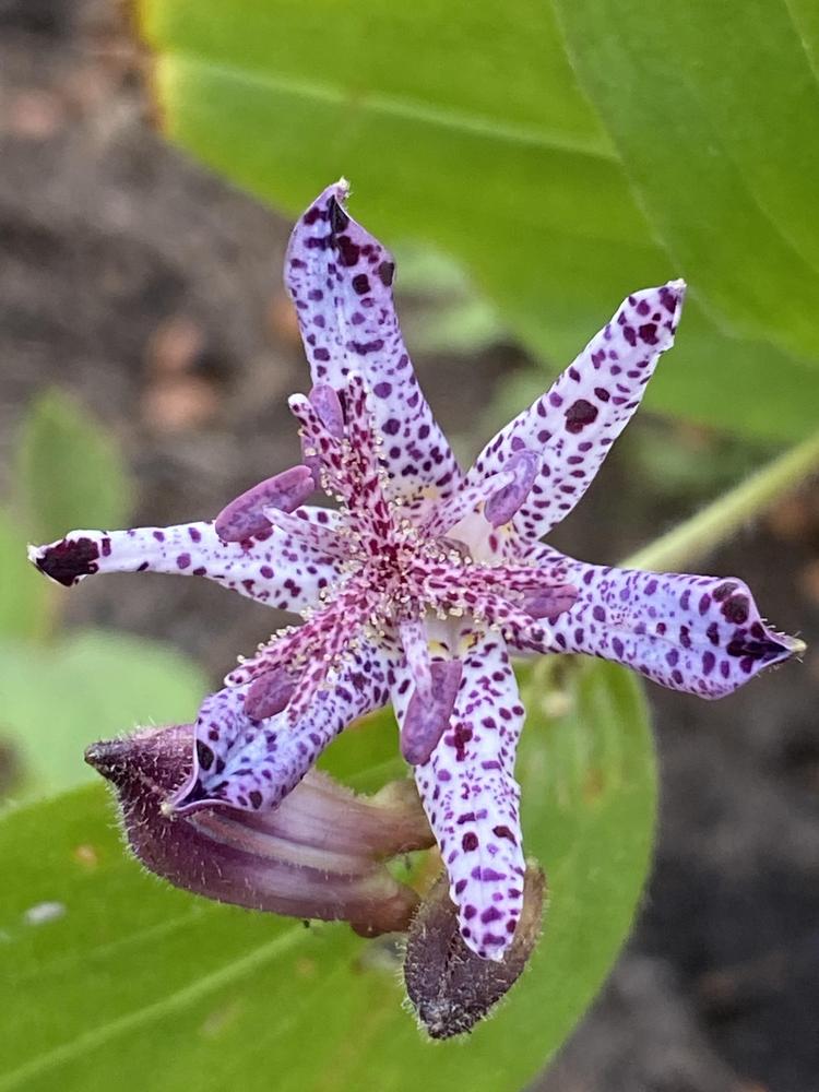 The Main Plant entry for Toad Lilies (Tricyrtis) - Garden.org