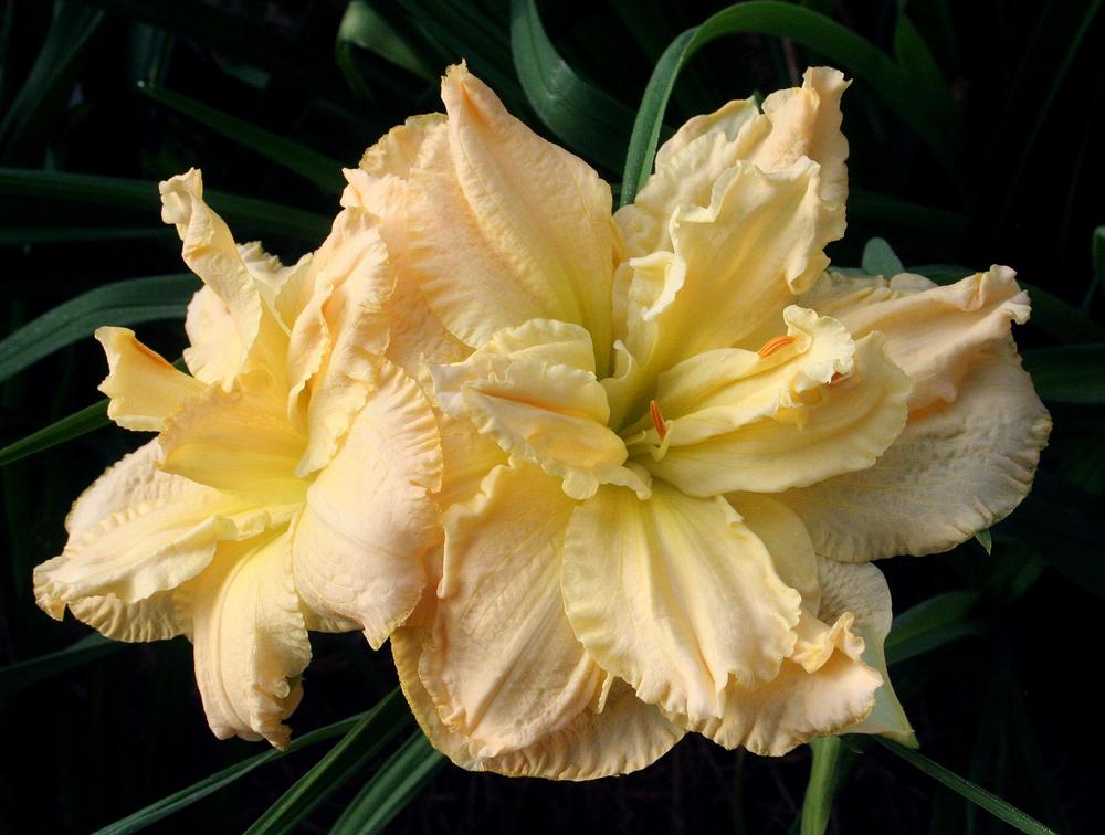 Photo of the bloom of Daylily (Hemerocallis 'Double Oh One') posted by floota - Garden.org