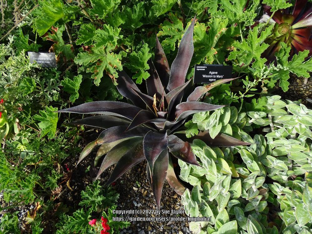 Mangave (Agave 'Mission to Mars') in the Agaves Database - Garden.org