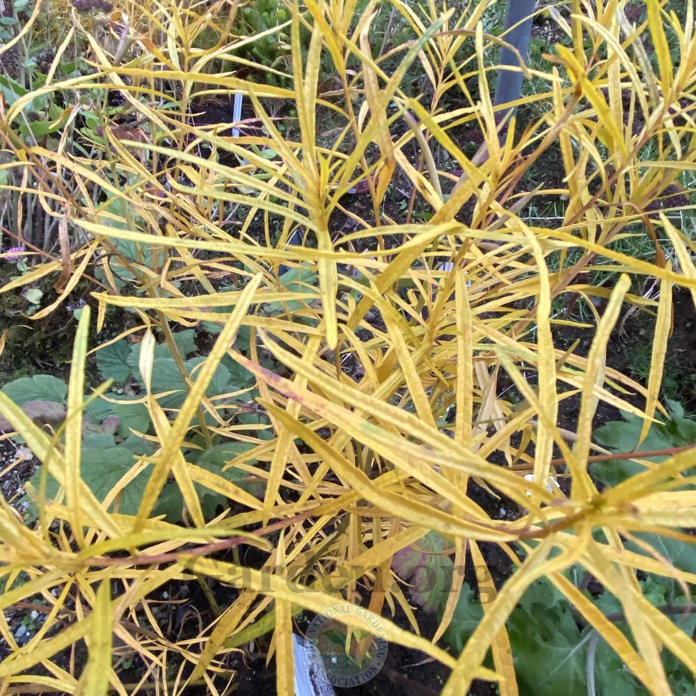 Photo of the fall color of Blue Star (Amsonia hubrichtii 'Butterscotch ...