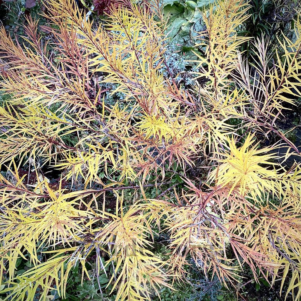 Photo of the fall color of Blue Star (Amsonia hubrichtii) posted by ...