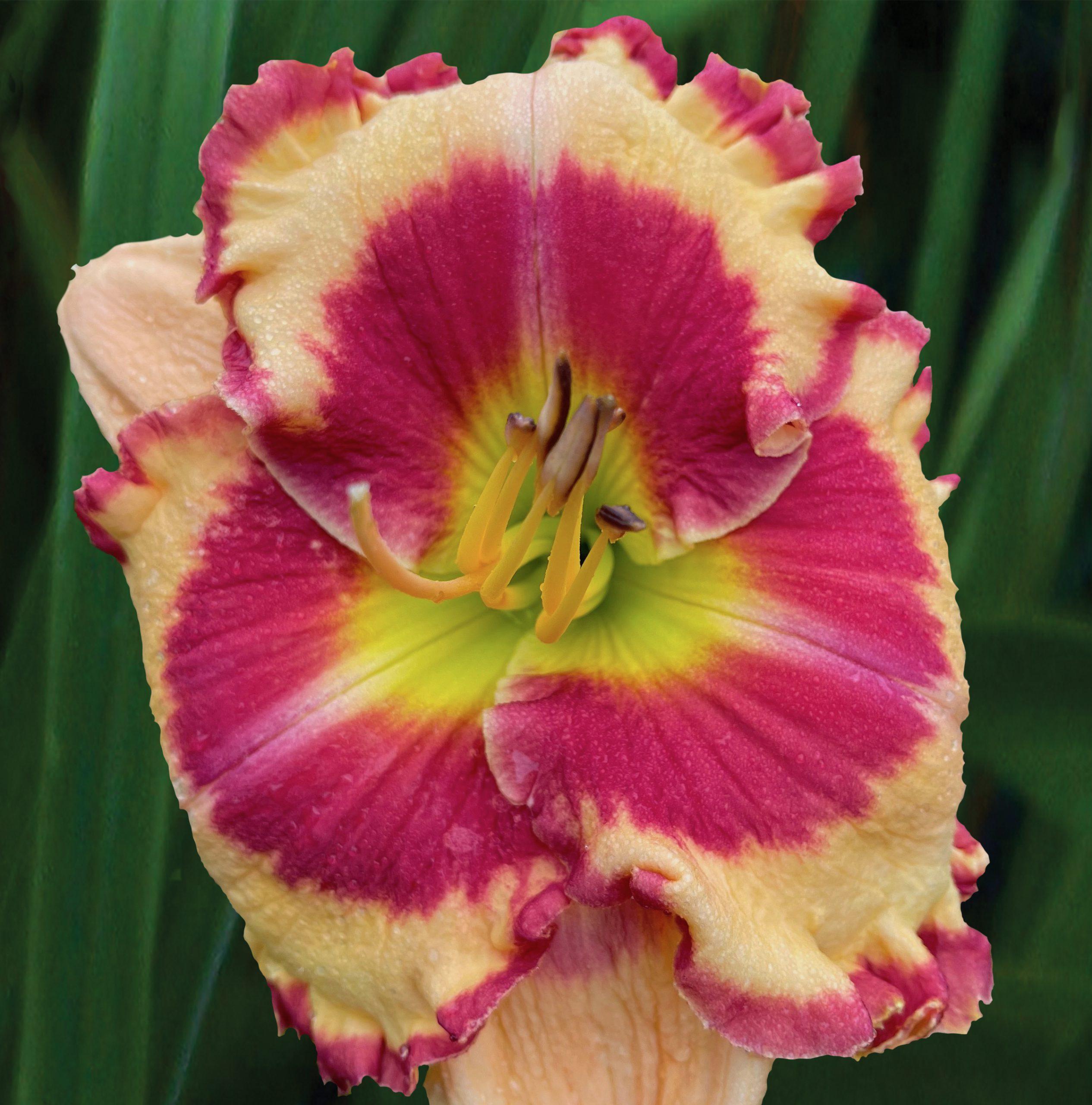 Daylily (Hemerocallis 'The Forces of Heaven') in the Daylilies Database - Garden.org