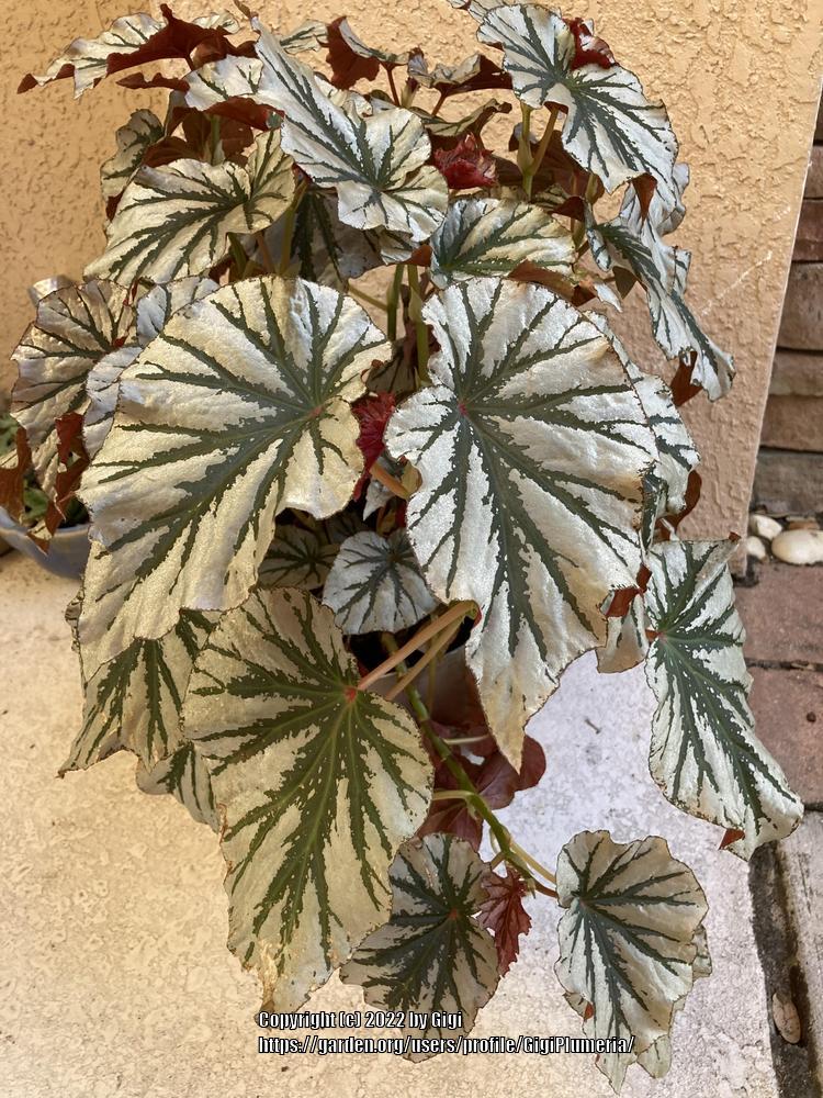 Cane Begonia (Begonia 'Looking Glass') in the Begonias Database ...