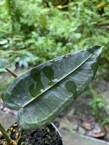 'Endless Forms Most Beautiful' The aroid photo gallery in the ...