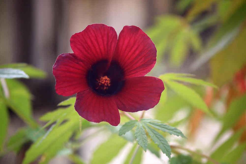 Photo of the bloom of Monarch Rosemallow (Hibiscus radiatus) posted by ...