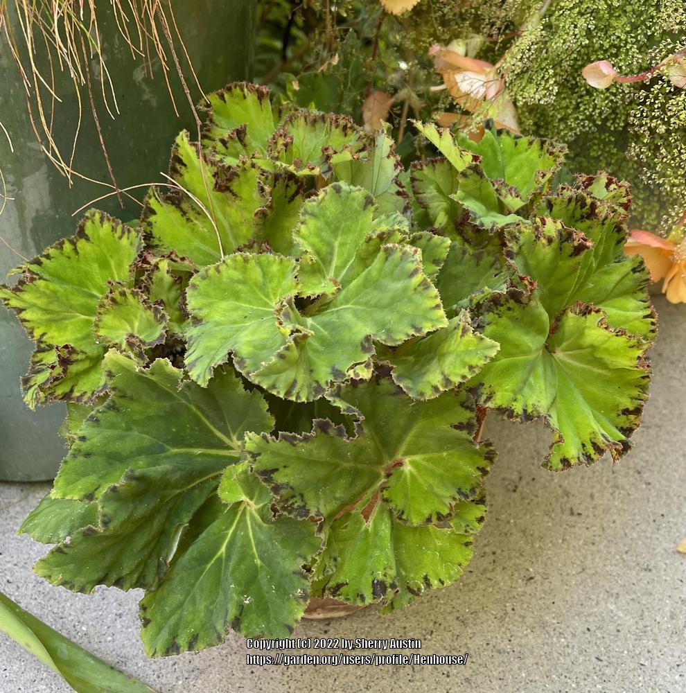 Photo of the entire plant of Begonia 'Jive' posted by Henhouse - Garden.org