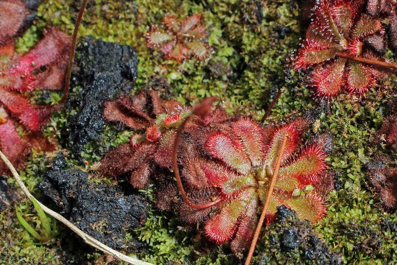 Photo of the entire plant of Alice Sundew (Drosera aliciae) posted by ...