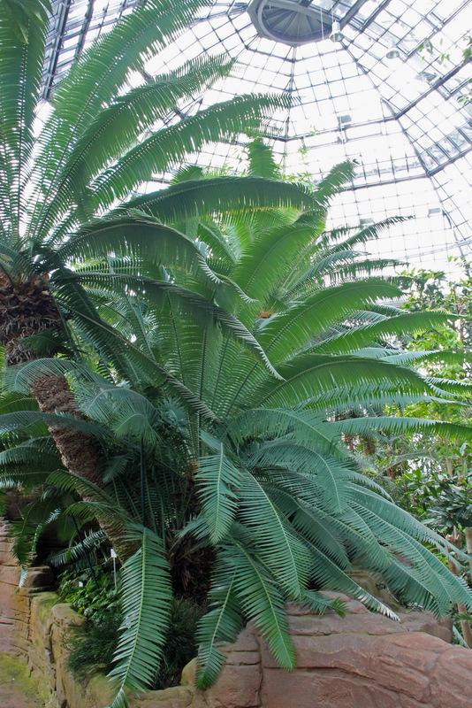Photo of the entire plant of Giant Dioon (Dioon spinulosum) posted by ...