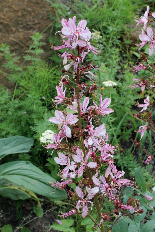 Photo of the bloom of Gas Plant (Dictamnus albus) posted by RuuddeBlock ...