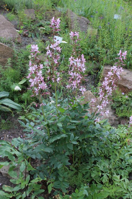 Photo of the entire plant of Gas Plant (Dictamnus albus) posted by ...