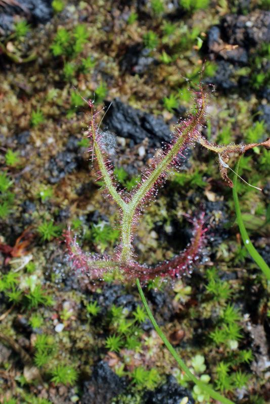 Photo of the leaves of Forked Sundew (Drosera binata) posted by ...