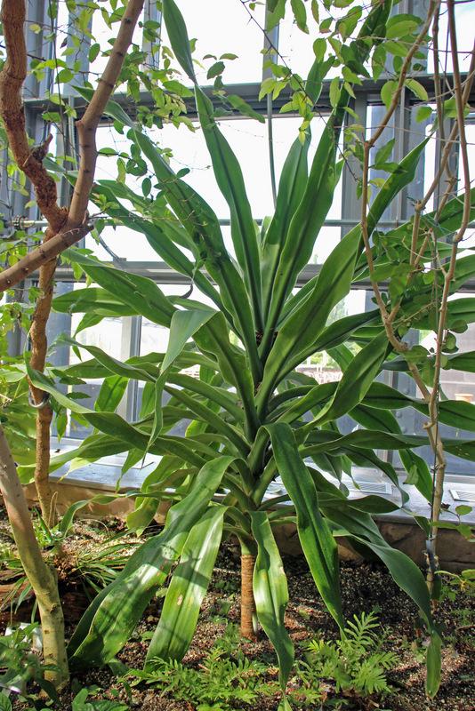 Photo of the entire plant of Large-leaved Dragon Tree (Dracaena ...