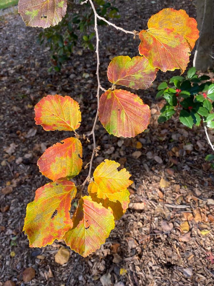 Photo of the fall color of Witch Hazel (Hamamelis 'Old Copper') posted ...