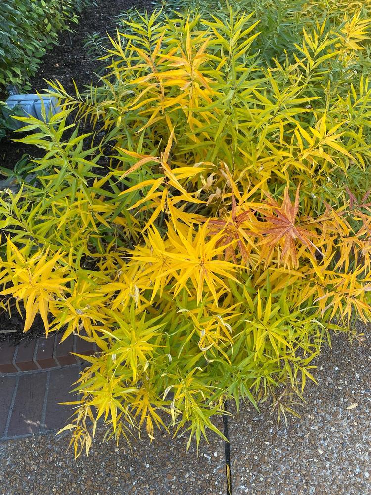 Photo of the fall color of Shining Blue Star (Amsonia tabernaemontana ...