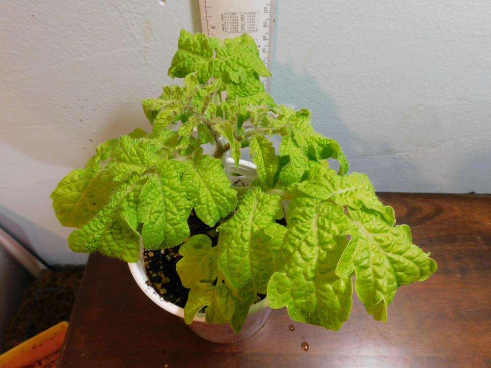 Photo of the leaves of Micro Dwarf Tomato (Solanum lycopersicum 'Groovy ...