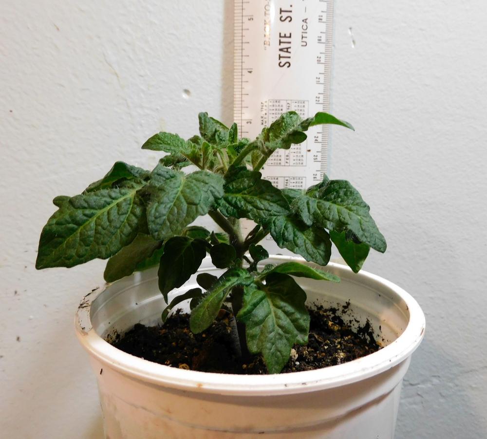 Photo of the leaves of Tomato (Solanum lycopersicum 'Jochalos') posted ...