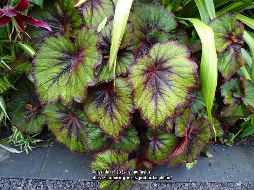 Photo of the entire plant of Rex Begonia (Begonia 'Fireflush') posted ...