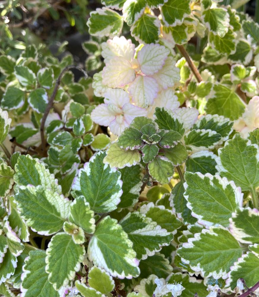 Photo of the leaves of Plectranthus (Plectranthus forsteri 'Variegata ...