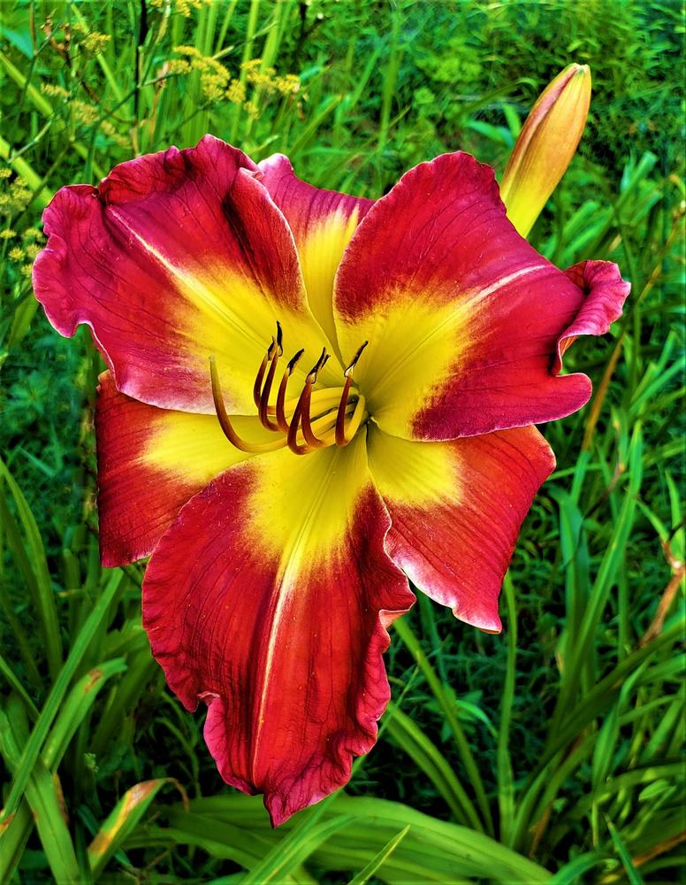 Photo of the bloom of Daylily (Hemerocallis 'Control Yourself') posted by CousinChristie ...
