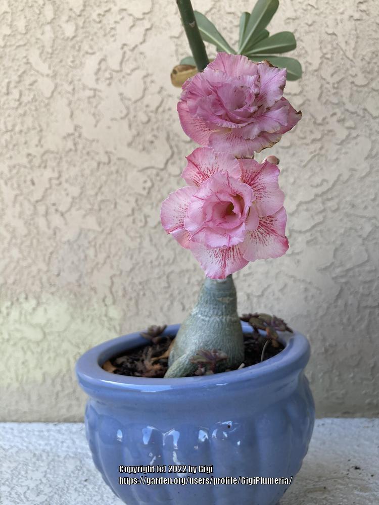 Photo of the entire plant of Desert Rose (Adenium 'Pink Diamond ...