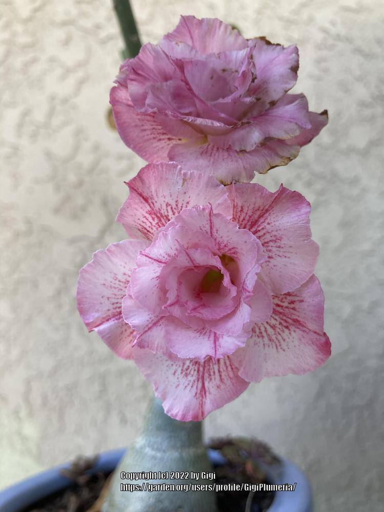 Photo of the bloom of Desert Rose (Adenium 'Pink Diamond') posted by ...
