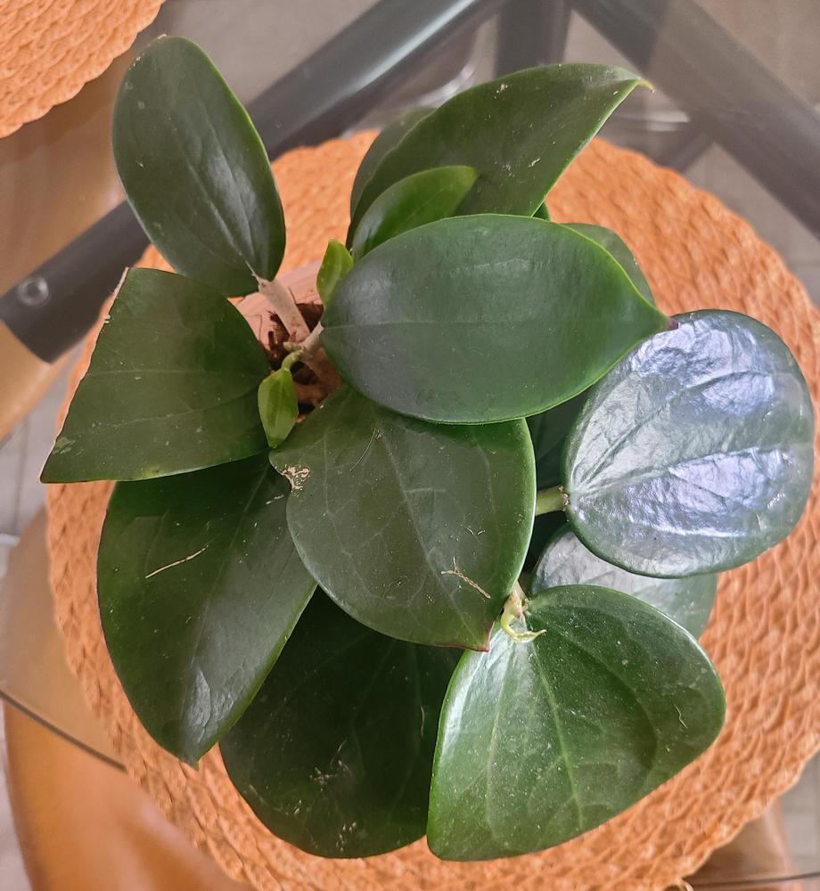 Photo of the entire plant of Wax Plant (Hoya verticillata 'Chiang Mai ...