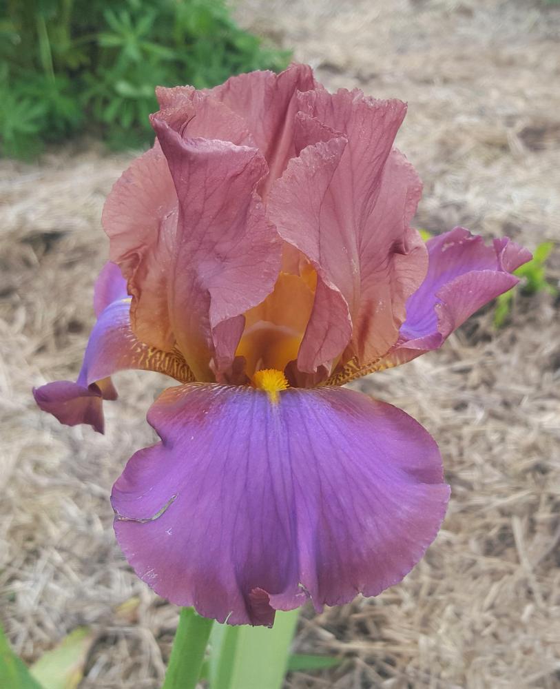 Photo of the bloom of Tall Bearded Iris (Iris 'Chamber Music') posted ...