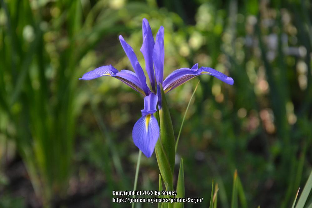 Photo of the bloom of Species Iris (Iris spuria subsp. demetrii) posted by Serjio - Garden.org