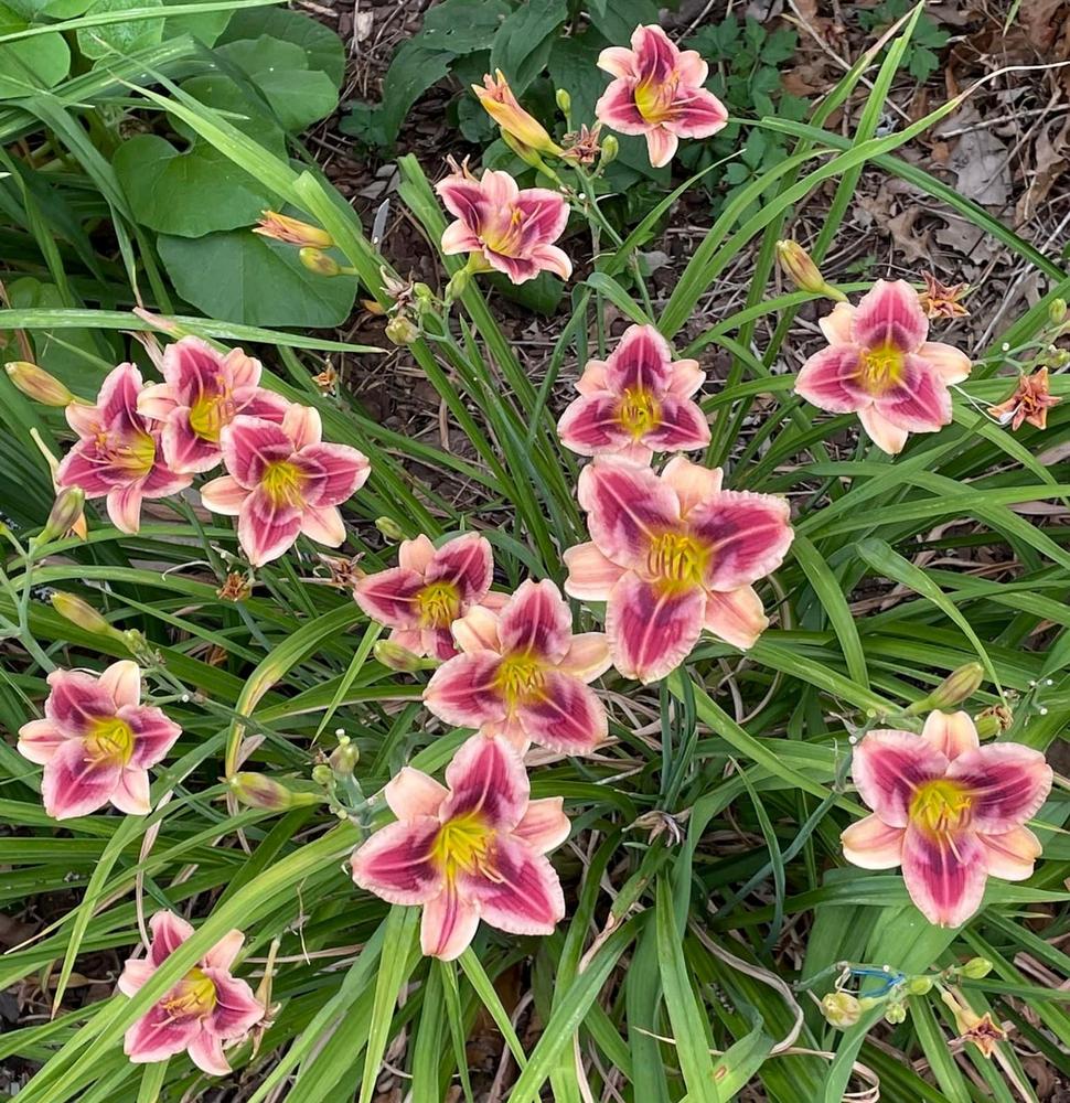 Daylily (Hemerocallis 'Lavender Kaleidoscope') in the Daylilies Database - Garden.org