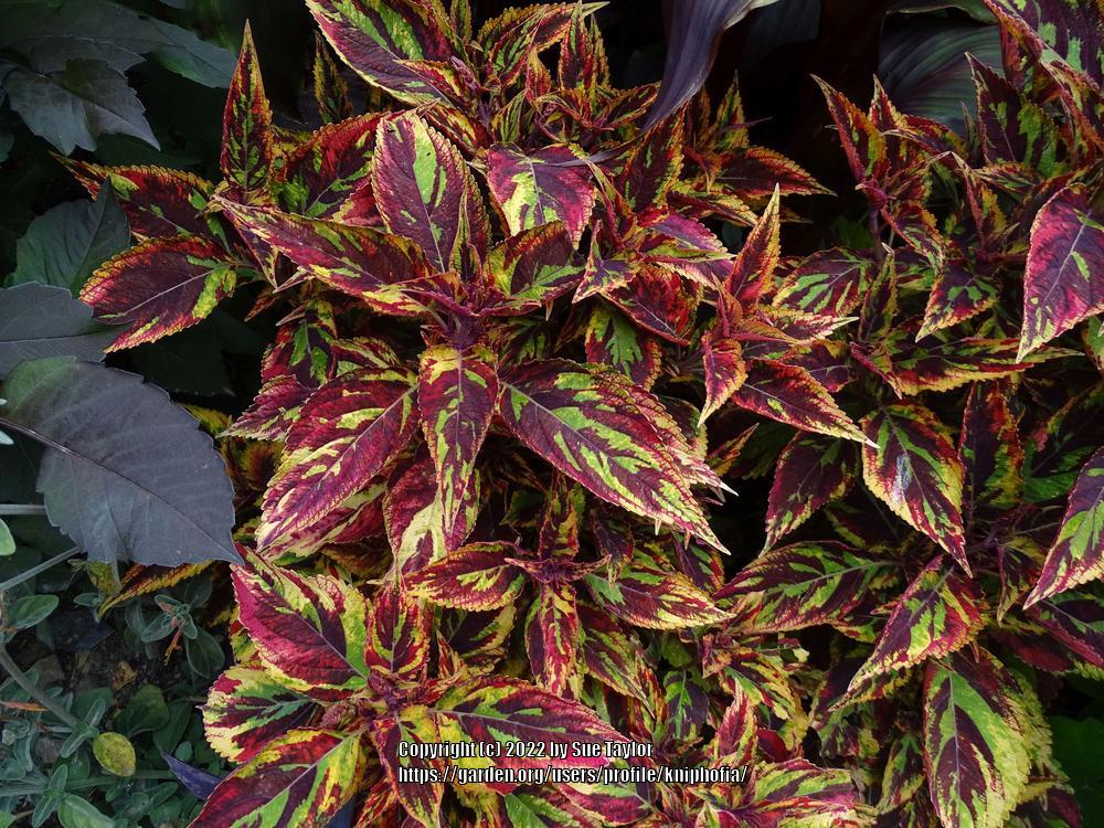Photo of the leaves of Coleus (Coleus scutellarioides 'Combat') posted ...