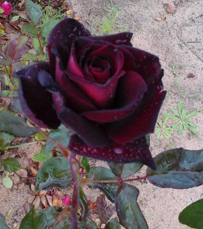 Photo of the bloom of Rose (Rosa 'Black Beauty') posted by ...